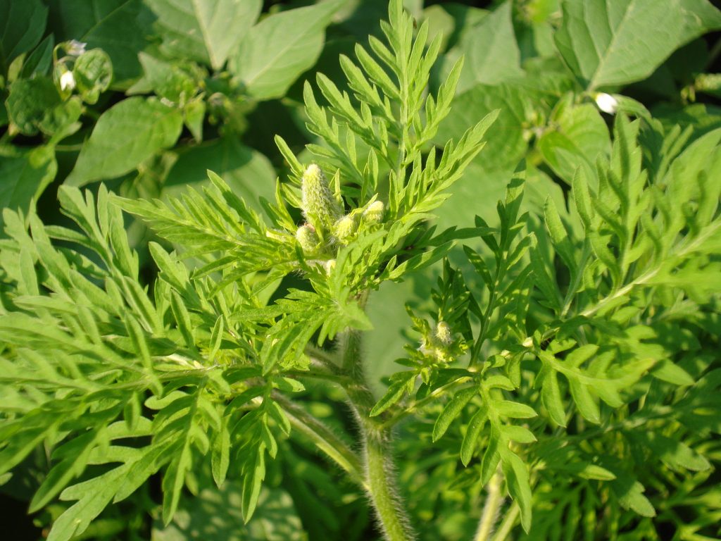 Ý nghĩa hoa Ambrosia - Cửa hàng hoa tươi May Flower