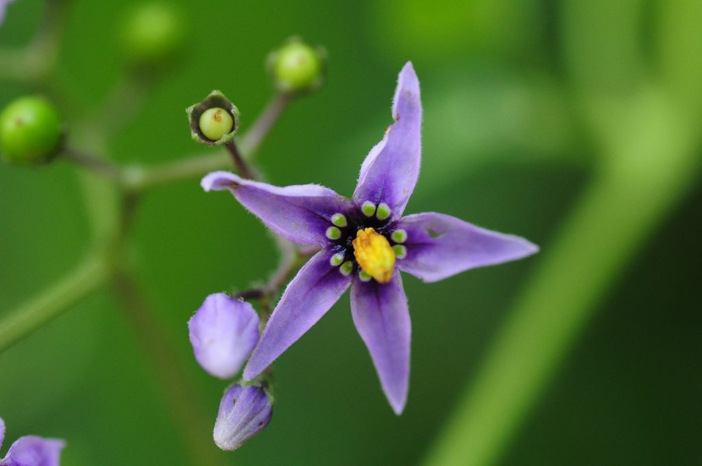 Ý nghĩa hoa Cà Đắng - Cửa hàng hoa tươi May Flower