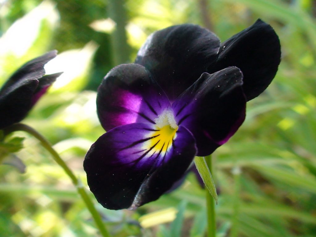 Ý nghĩa hoa Pense’e – Thinking of you – Hoa Khô IRIS